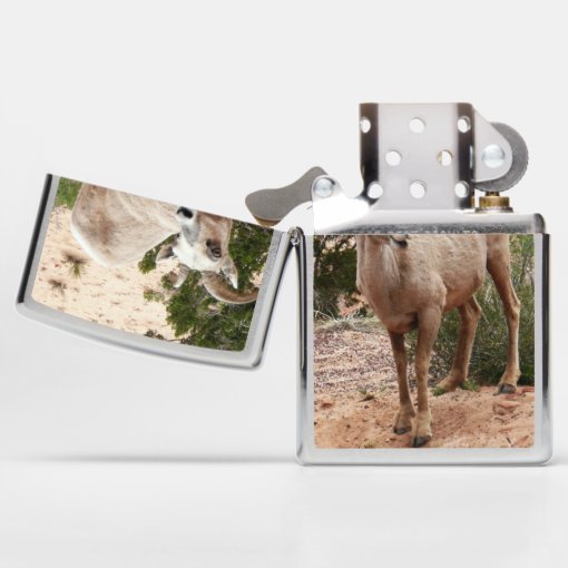 Funny Bighorn Sheep at Zion National Park Zippo Lighter | Zazzle