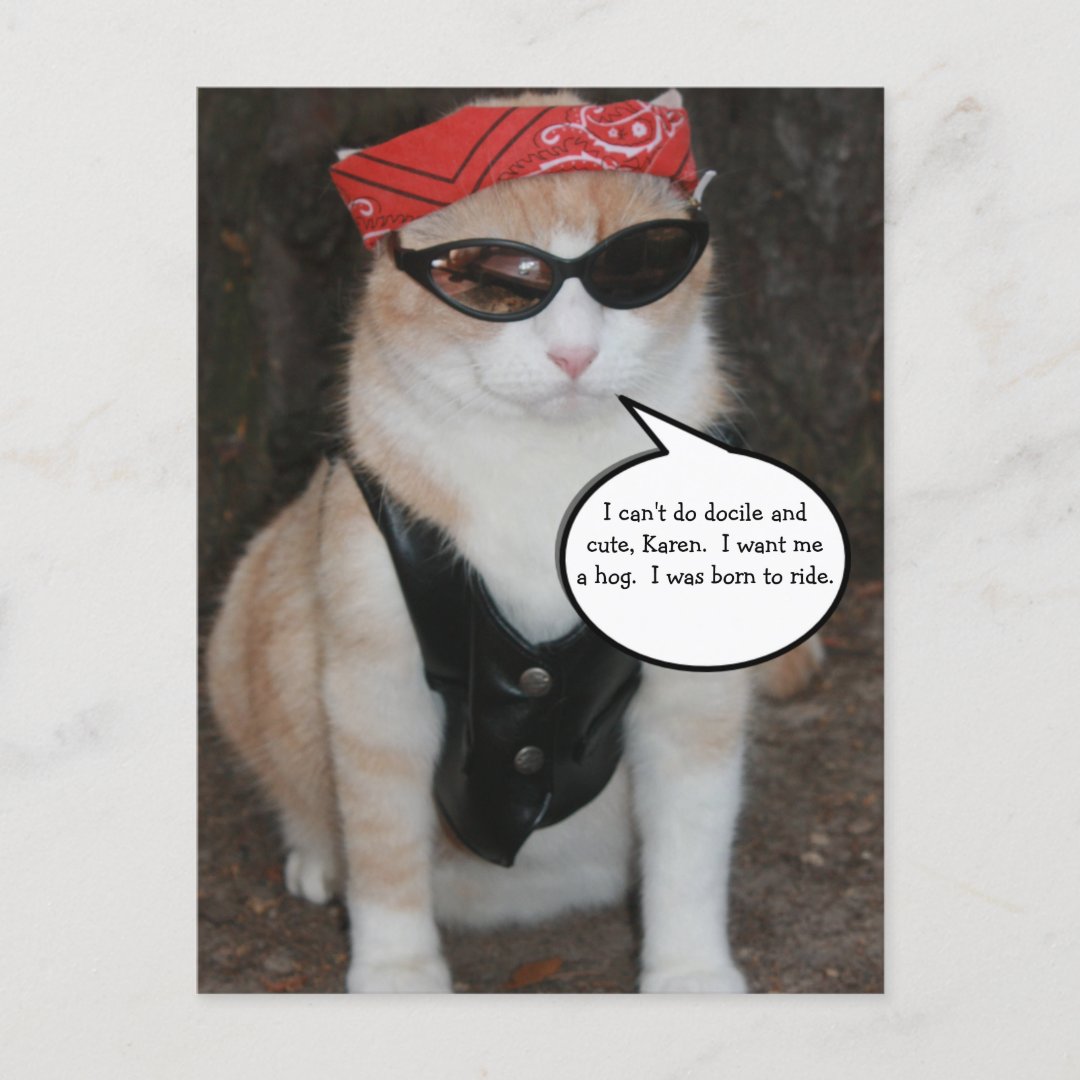 Funny Biker Cat Meme Postcard | Zazzle