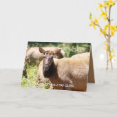 Funny Birthday card featuring elk | Zazzle