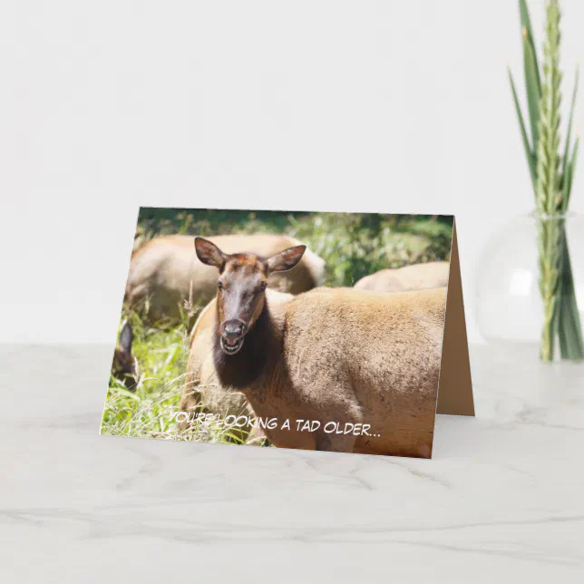 Funny Birthday card featuring elk | Zazzle