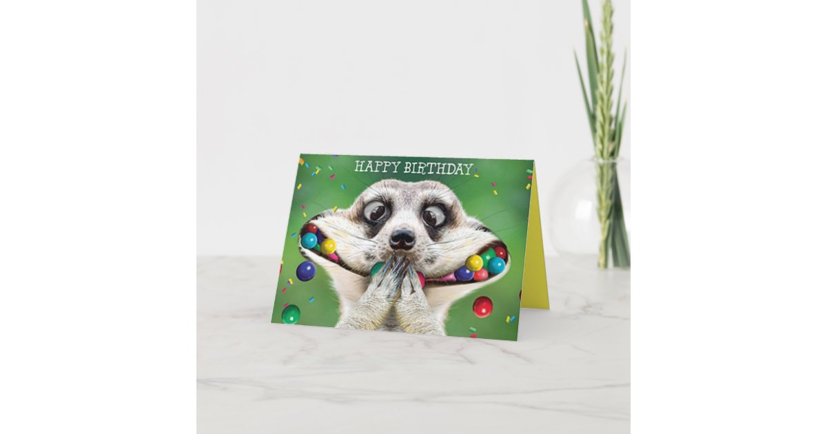Funny Birthday Card - Meerkat | Zazzle