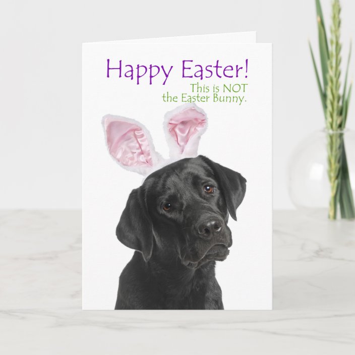 Funny Black Lab Easter Card | Zazzle.com
