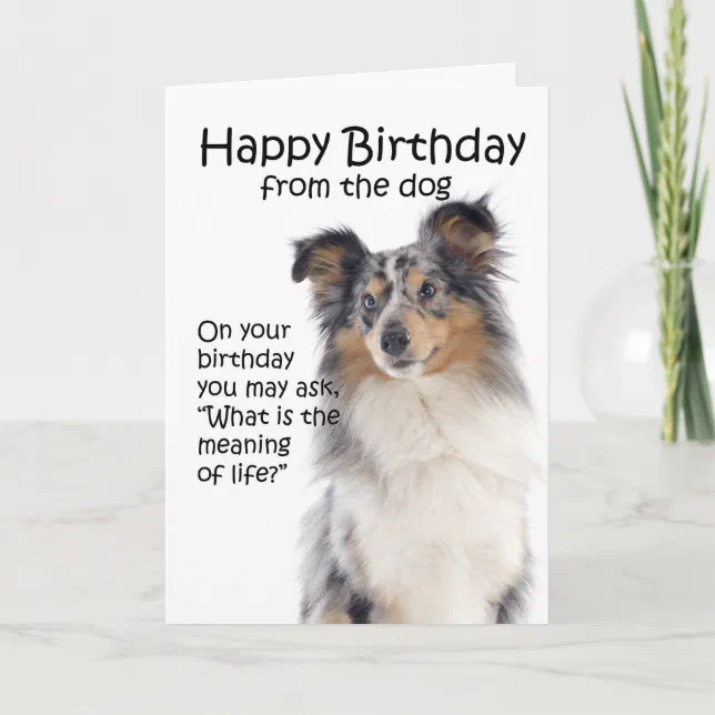 Funny Blue Merle Sheltie Birthday Card | Zazzle
