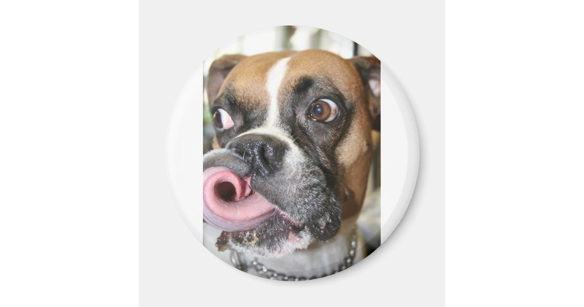 Funny Boxer Dog Magnet | Zazzle