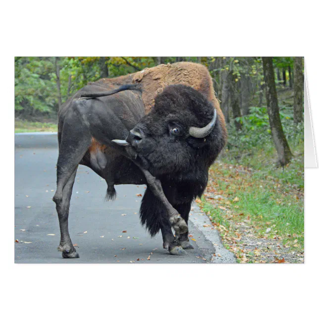 Funny Buffalo | Zazzle