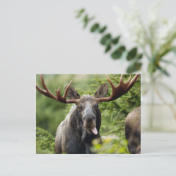 Funny Bull Moose Postcard | Zazzle