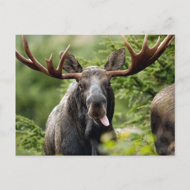 Funny Bull Moose Postcard | Zazzle