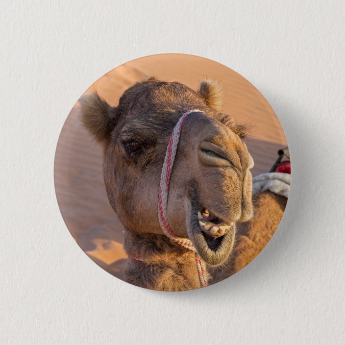 Funny Camel Button | Zazzle.com
