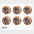 Funny Camel Classic Round Sticker | Zazzle
