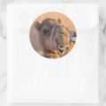 Funny Camel Classic Round Sticker | Zazzle
