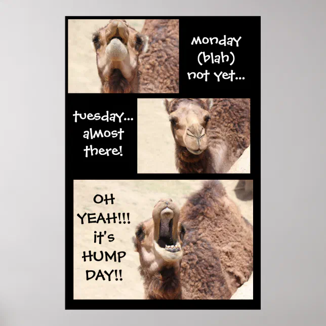 Funny Camel Hump Day COUNTDOWN Poster (24x36) | Zazzle