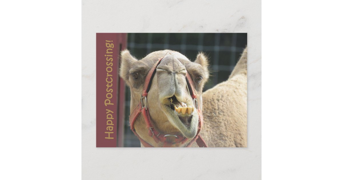 Funny Camel Postcrossing Postcard | Zazzle
