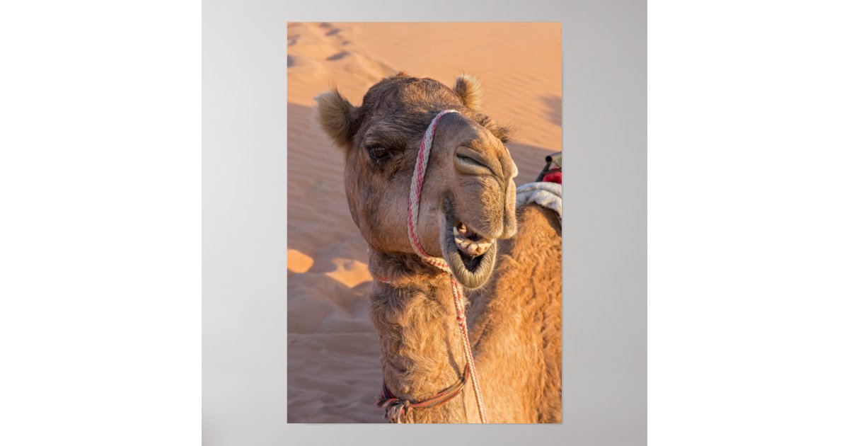 Funny Camel Poster | Zazzle