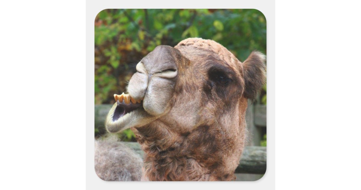 Funny Camel Wildlife Animal Photo Square Sticker | Zazzle