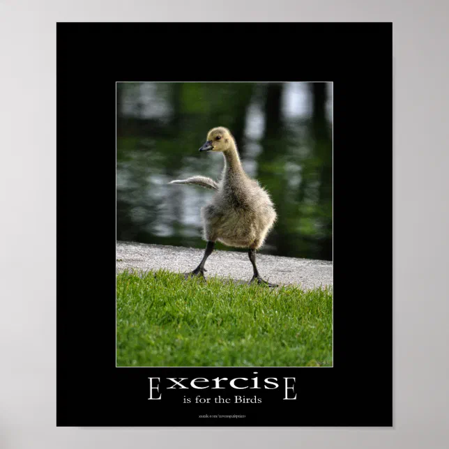 Funny Canada Goose Gosling Exercise Demotivational Poster | Zazzle