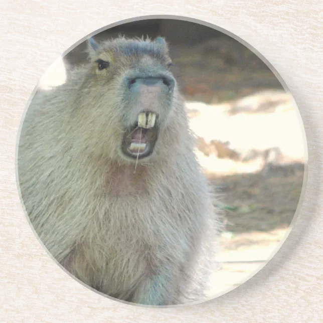 Funny Capybara Coaster | Zazzle
