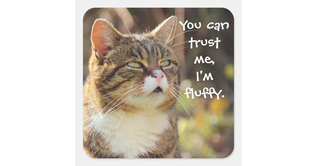 Funny Cat Caption Trust Me I'm Fluffy Square Sticker | Zazzle