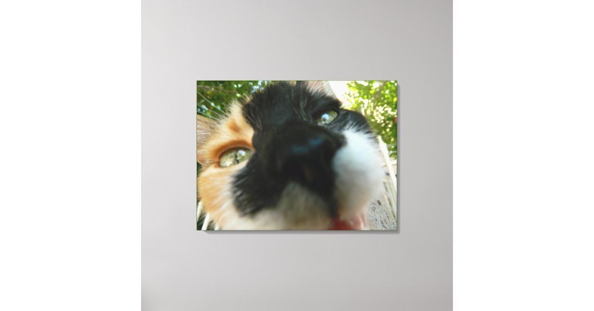 Funny cat face close up photo canvas print | Zazzle