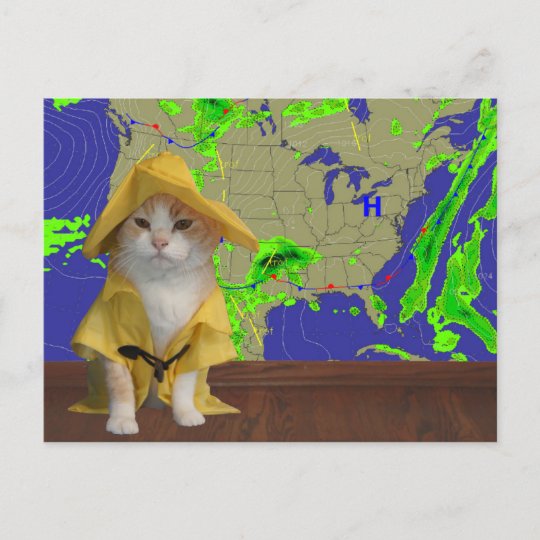 Funny Cat/Kitty Weatherman in Yellow Slicker Postcard | Zazzle.com