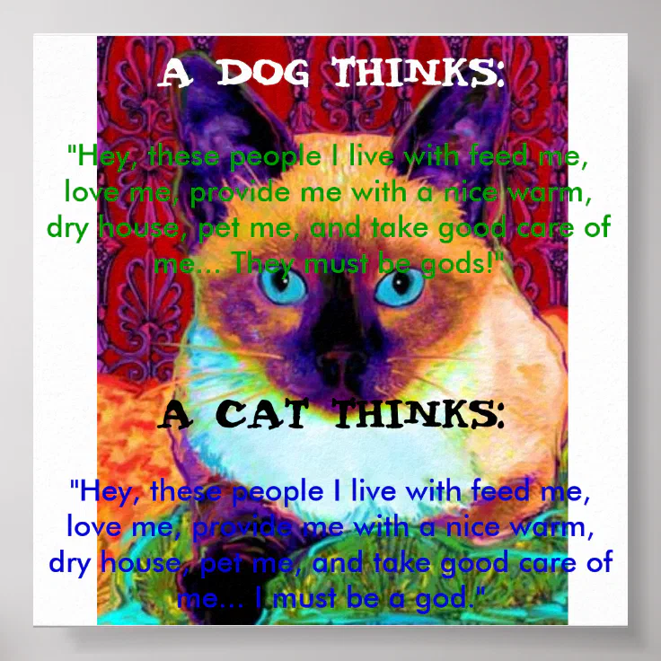 Funny Cat Poster | Zazzle