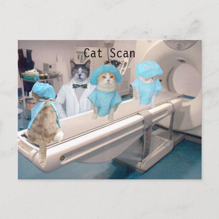 Funny Cat Scan Image Postcard | Zazzle