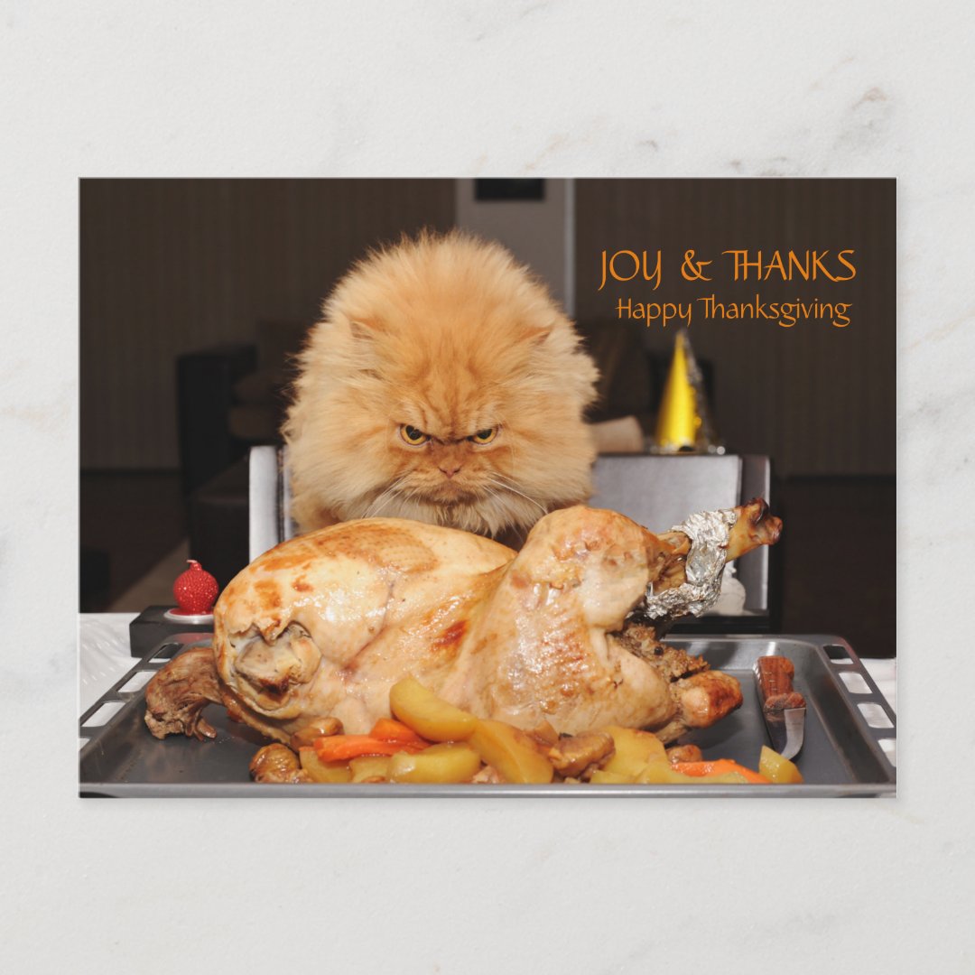 Funny Cat Thanksgiving postcard | Zazzle