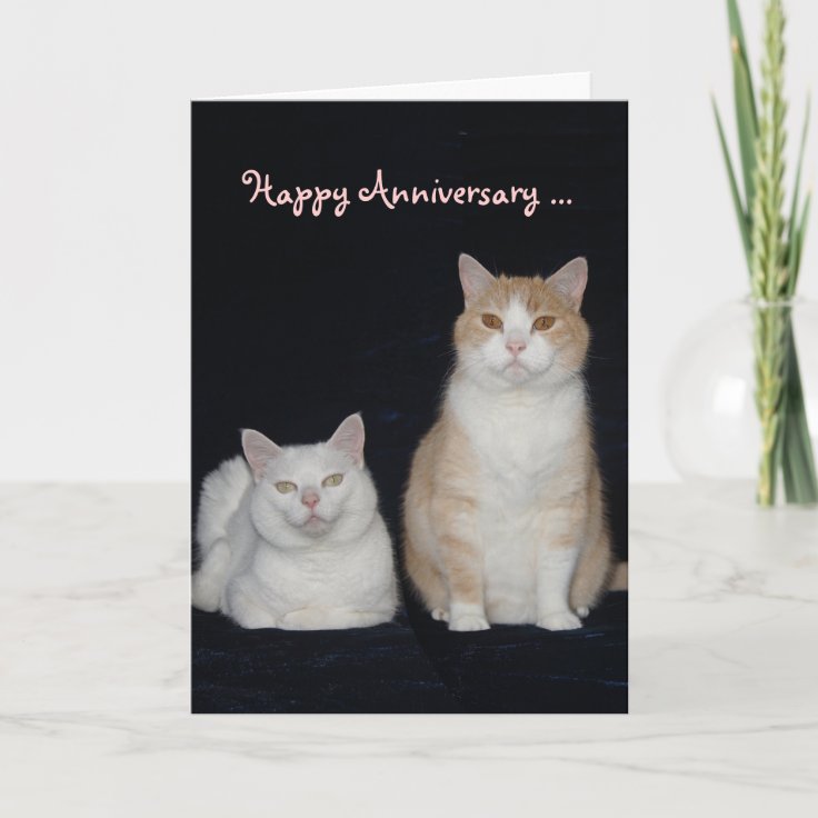 Funny Cats Anniversary Card | Zazzle