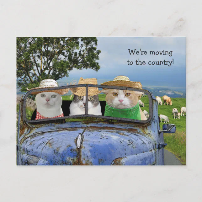 Funny Cats Moving Postcard | Zazzle