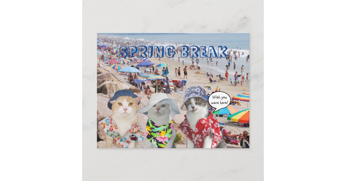 Funny Cats on Spring Break Postcard | Zazzle
