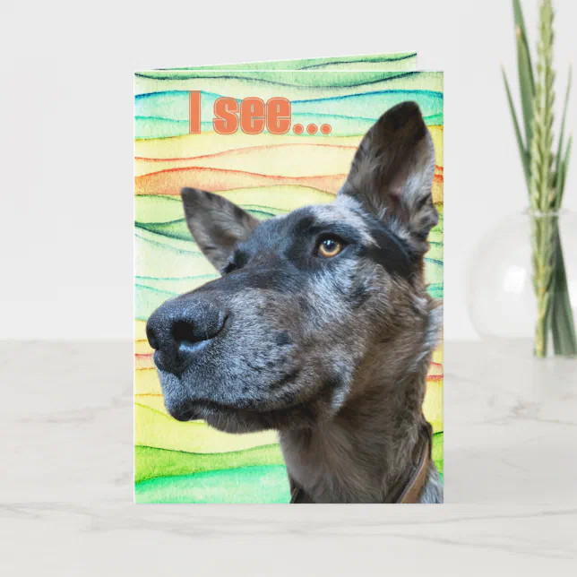 Funny Cattle Dog Head Photo Colorful Background Card | Zazzle