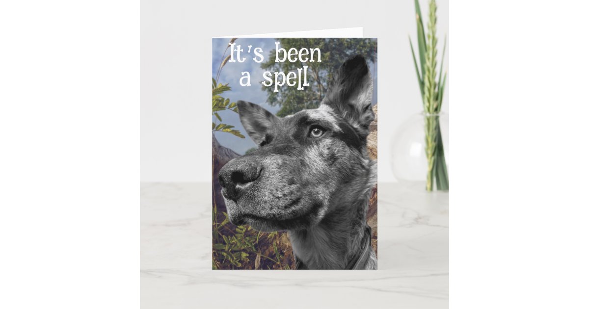 Funny Cattle Dog Head Photo Colorful Background Card | Zazzle