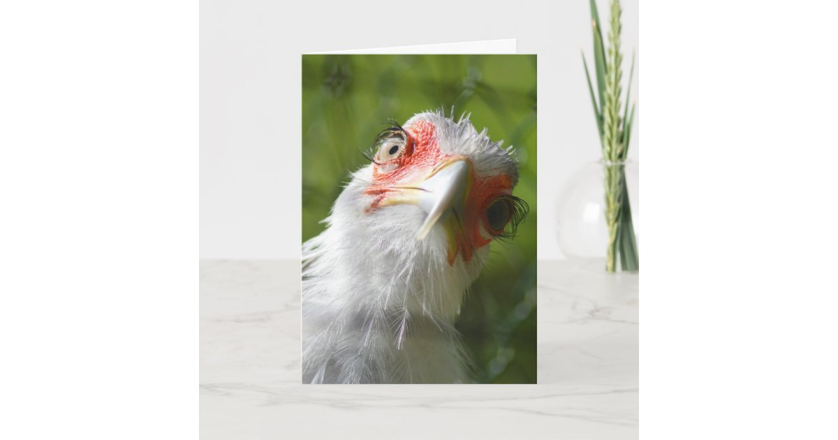 FUNNY CHICKEN BIRTHDAY CARD | Zazzle