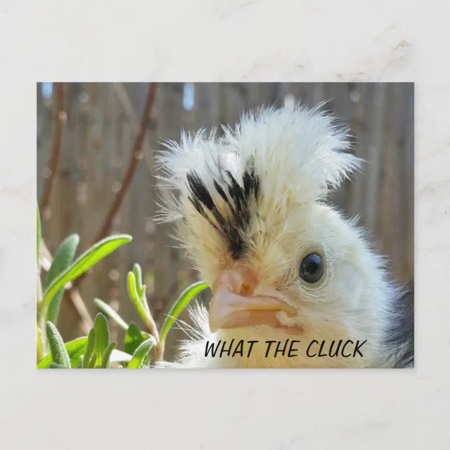 Funny chicken postcard | Zazzle