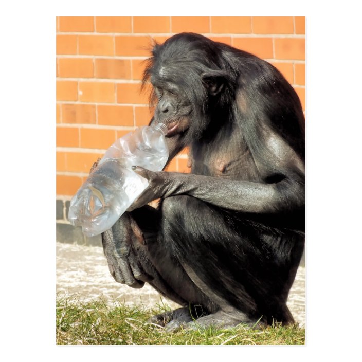 FUNNY CHIMPANZEE POSTCARD | Zazzle.com