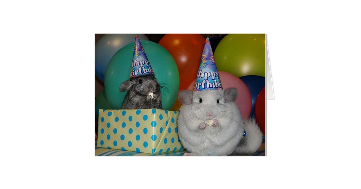 Funny Chinchilla Birthday Card | Zazzle.com