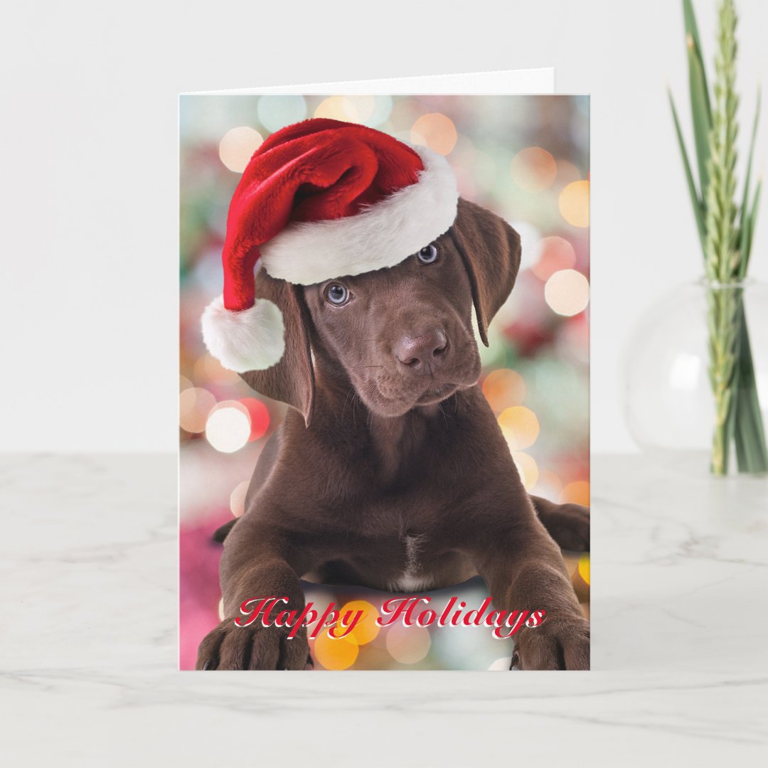 Funny Chocolate Lab Puppy with Santa Hat Card | Zazzle