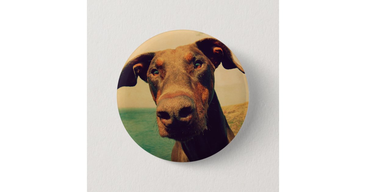 Funny Closeup of a Natural Doberman Dog Pinback Button | Zazzle