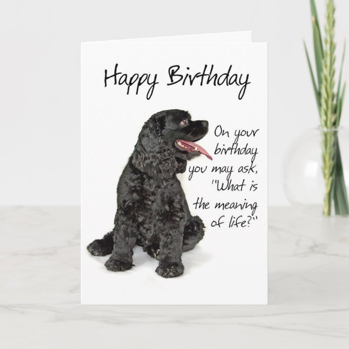 Funny Cocker Spaniel Birthday Card | Zazzle