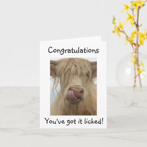 Funny Cow Congratulations Card | Zazzle