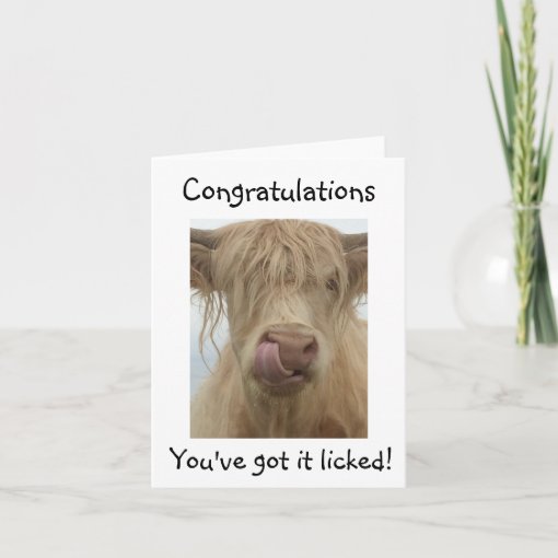 Funny Cow Congratulations Card | Zazzle
