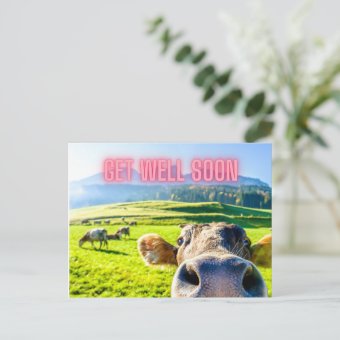 Funny Cow Get Well Soon Postcard | Zazzle
