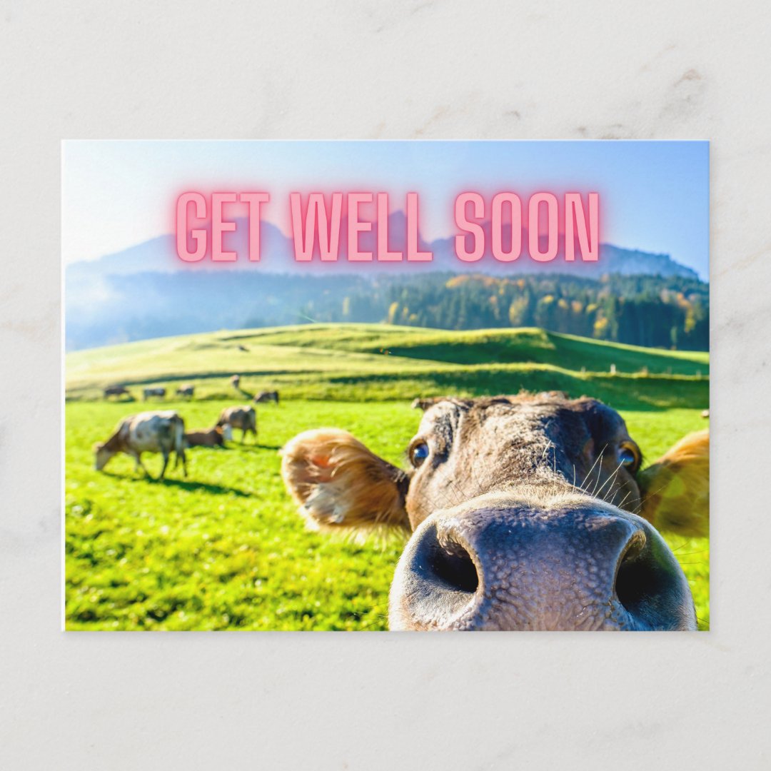 Funny Cow Get Well Soon Postcard | Zazzle