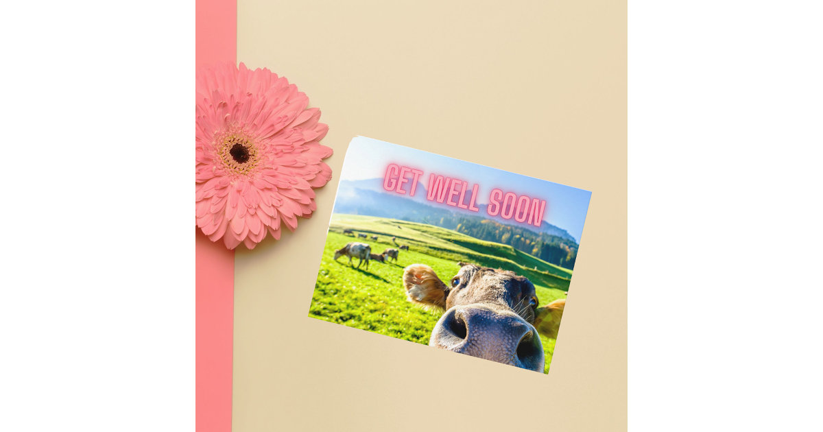 Funny Cow Get Well Soon Postcard | Zazzle