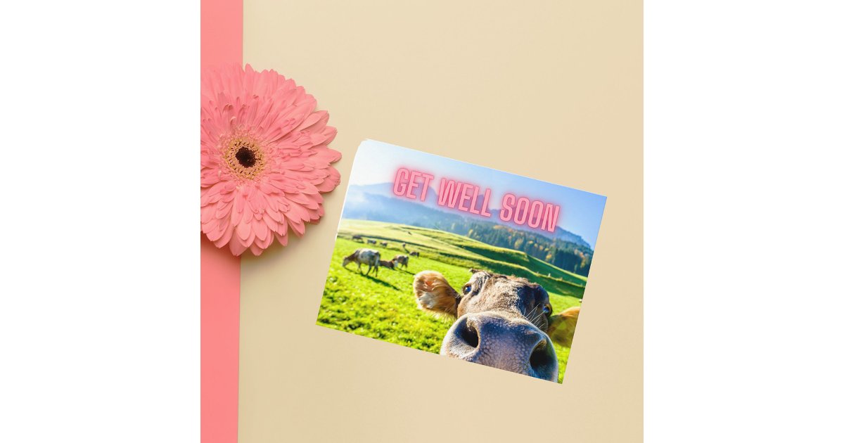 Funny Cow Get Well Soon Postcard | Zazzle
