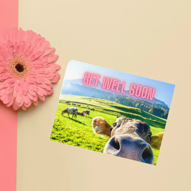 Funny Cow Get Well Soon Postcard | Zazzle