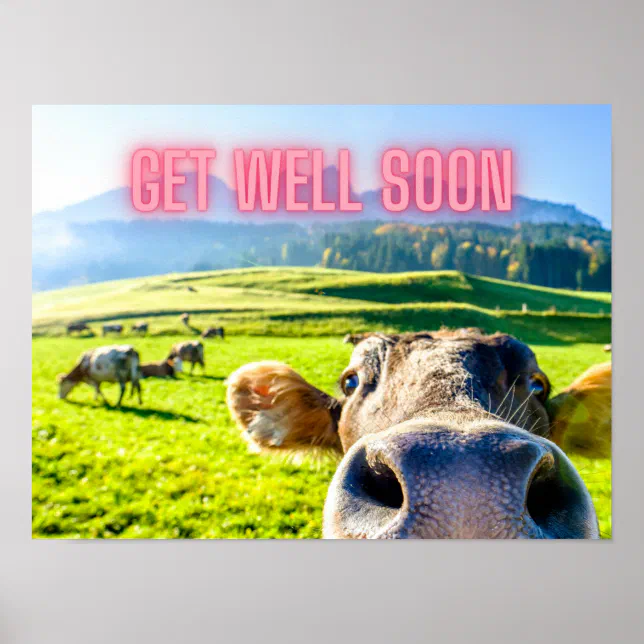Funny Cow Get Well Soon Poster | Zazzle