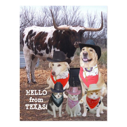 Funny Cowboy Pets Hello from Texas Postcard | Zazzle.com