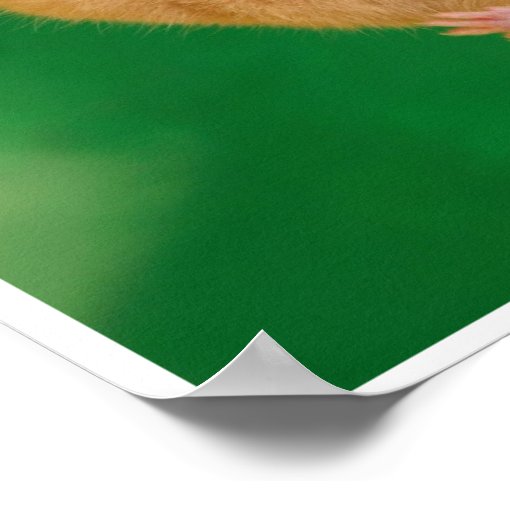 Funny & Cute Hamster Poster | Zazzle