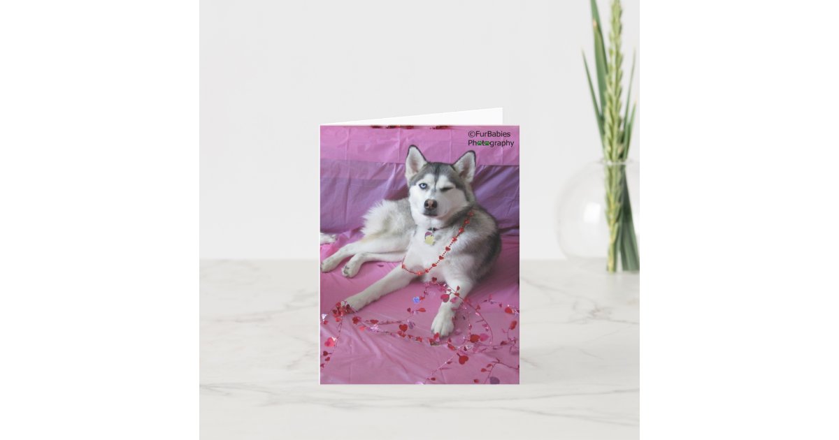 Funny, cute Siberian Husky Valentine's Day Card | Zazzle