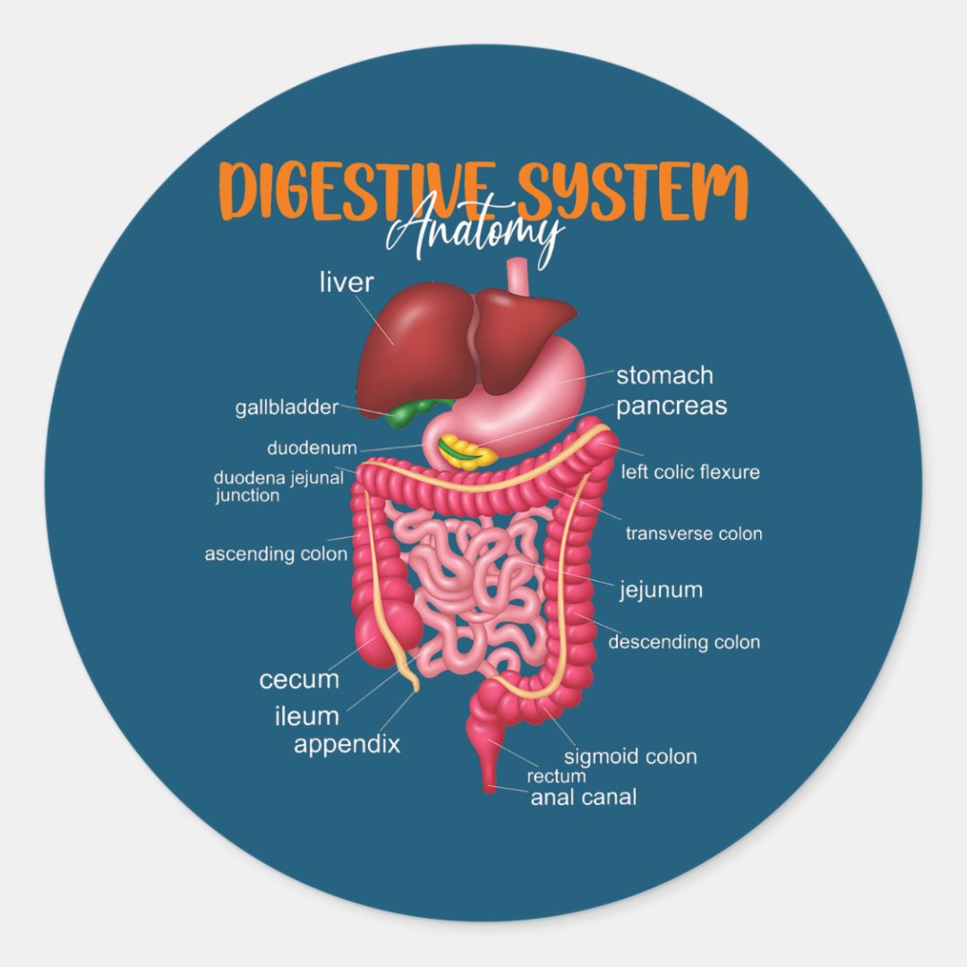 Funny Digestive System Anatomy Anatomical Biology Classic Round Sticker ...